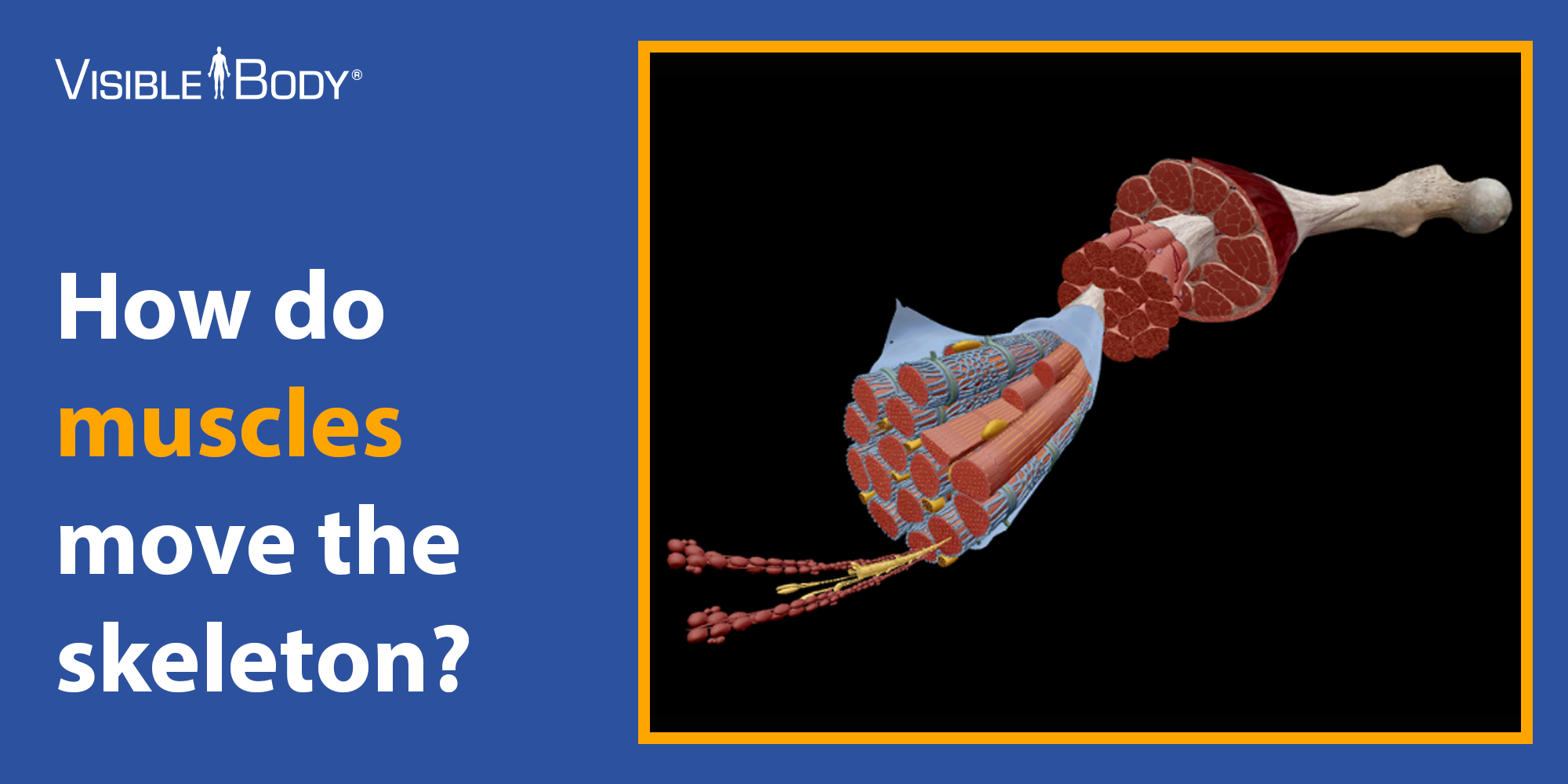 How Muscles Move the Skeleton